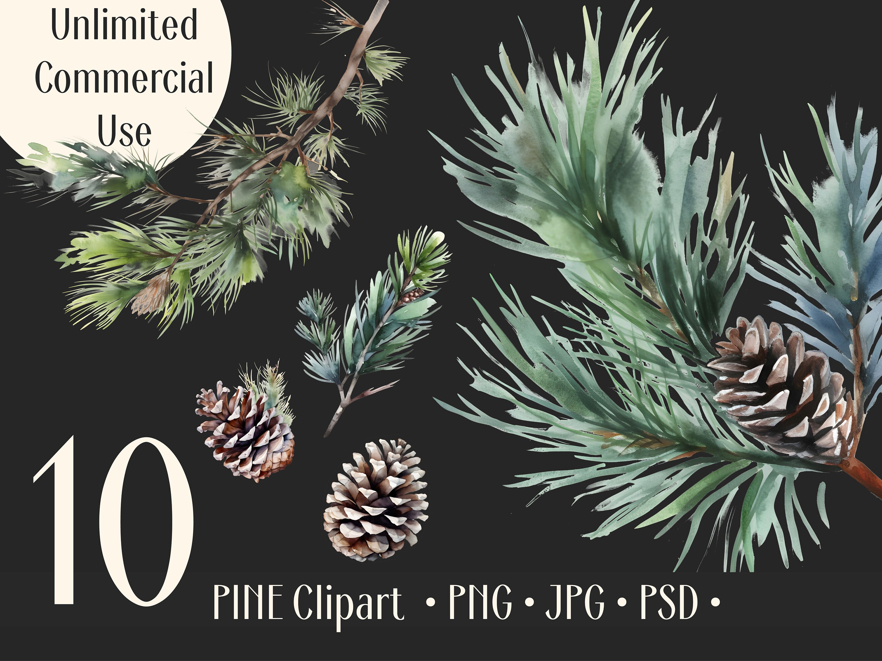 Watercolor Pine Clipart PNG PSD, Pine Cone, Commercial Use Clip Art ...