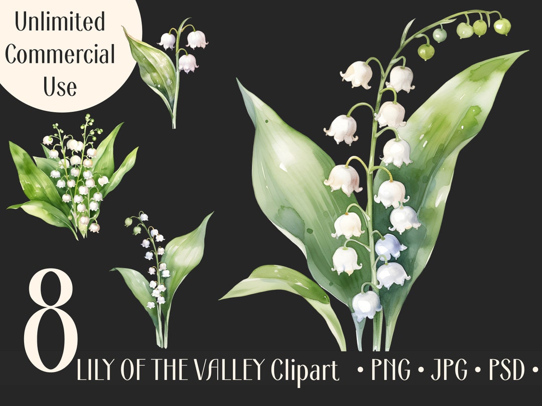 Watercolor Lily of the Valley Clipart PNG, Commercial Use Clip Art, Spring Floral PNG, Digital ...