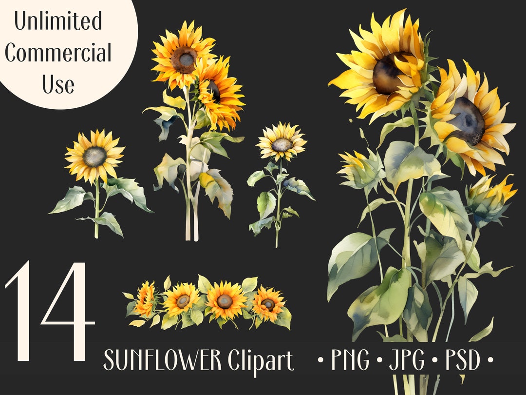 Watercolor Sunflower Clipart PNG, Commercial Use Clip Art, Summer ...