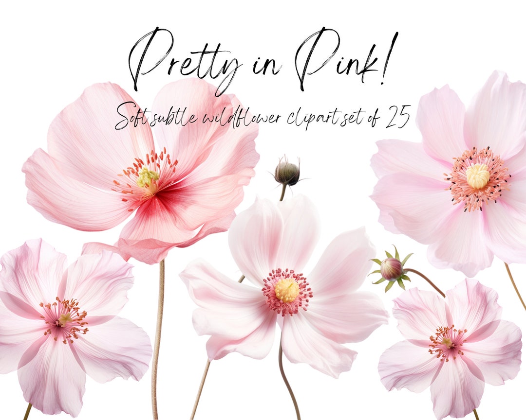 Soft Subtle Pink Wildflower Clipart Set of 25 Transparent - Etsy