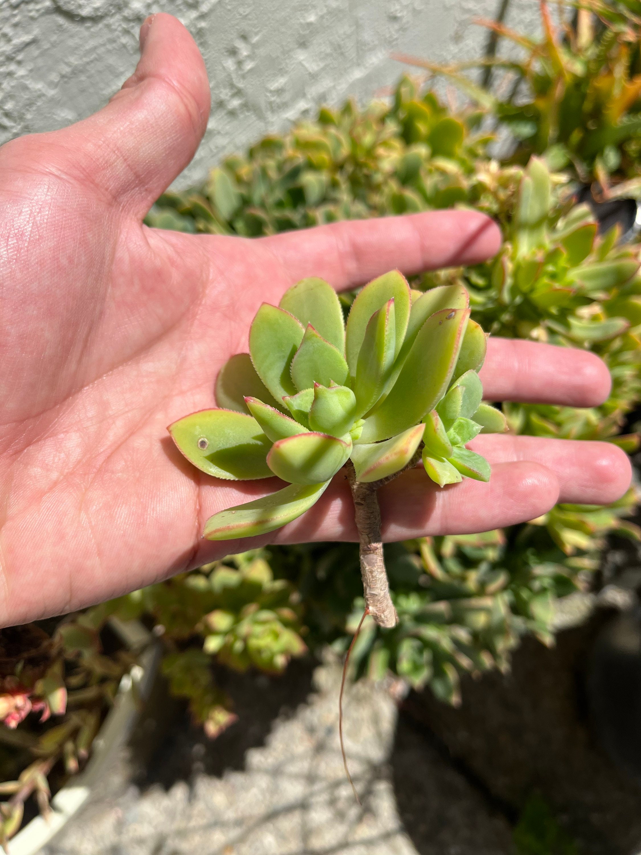 Succulent Aeonium Haworthii haworth's Aeonium Pinwheel Plant Cutting ...