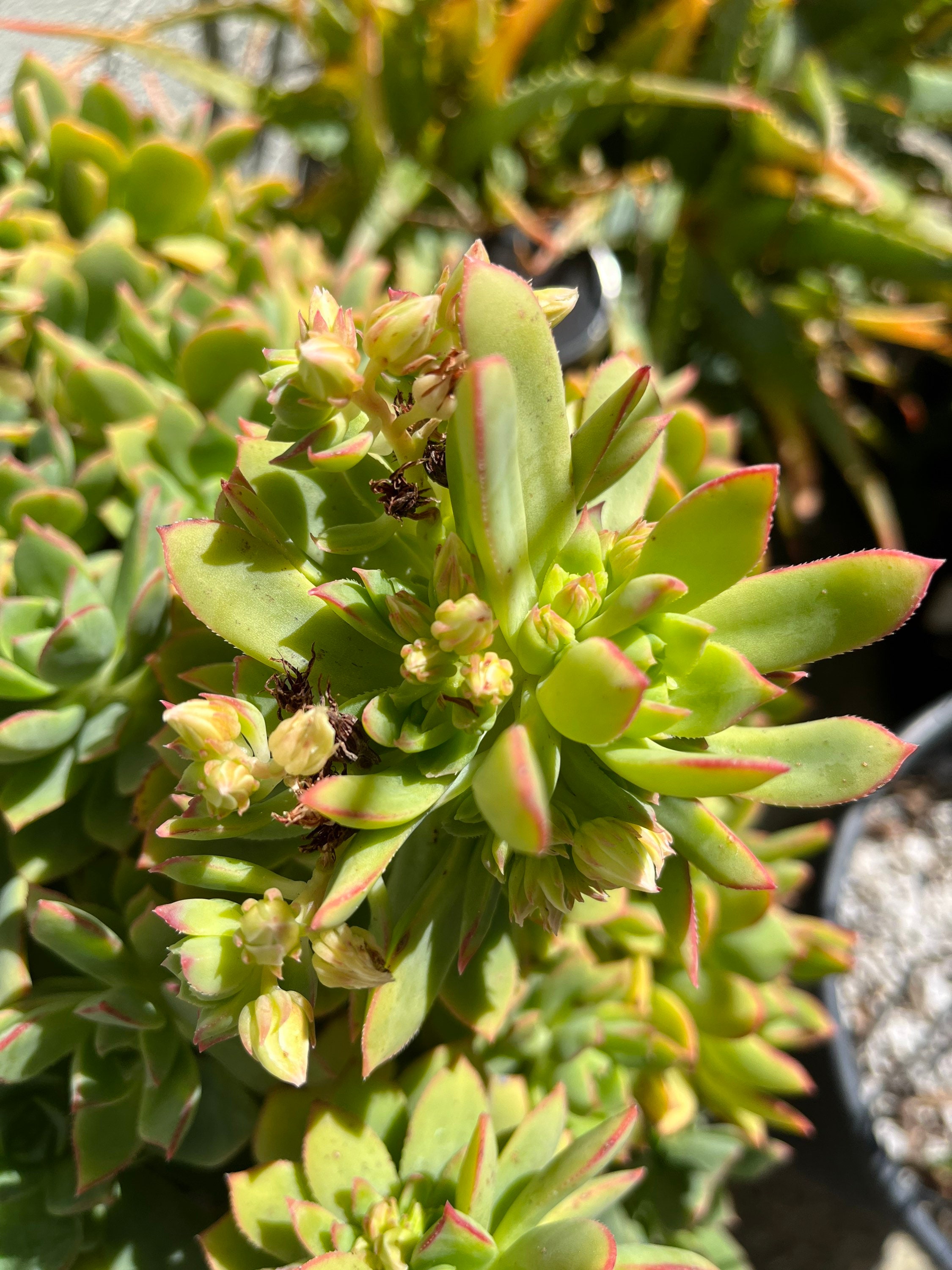 Succulent Aeonium Haworthii haworth's Aeonium Pinwheel Plant Cutting ...