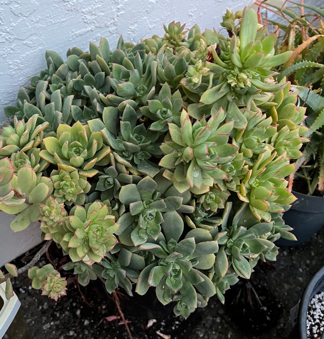 Succulent Aeonium Haworthii haworth's Aeonium Pinwheel Plant Cutting ...