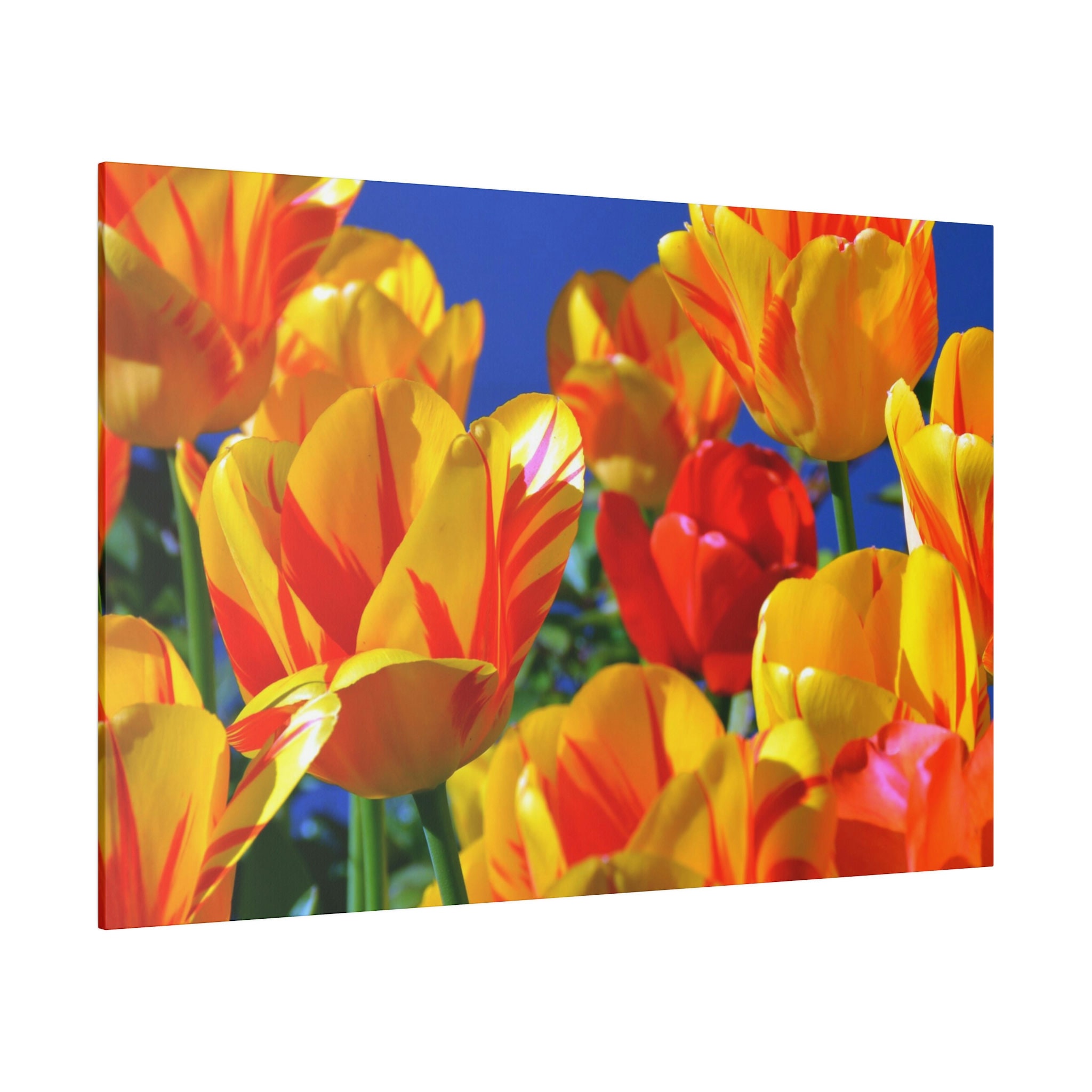 Tulip Field Canvas Photo Print, Yellow and Red Tulip Flowers, Large ...