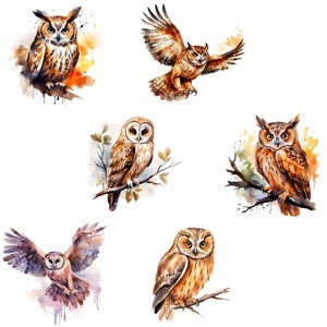 Watercolor Owl Clipart Bundle Woodland Animals Graphics Forest Animal ...