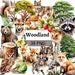 Woodland Animals Clipart Bundle Watercolor Forest Animal Clip Art ...