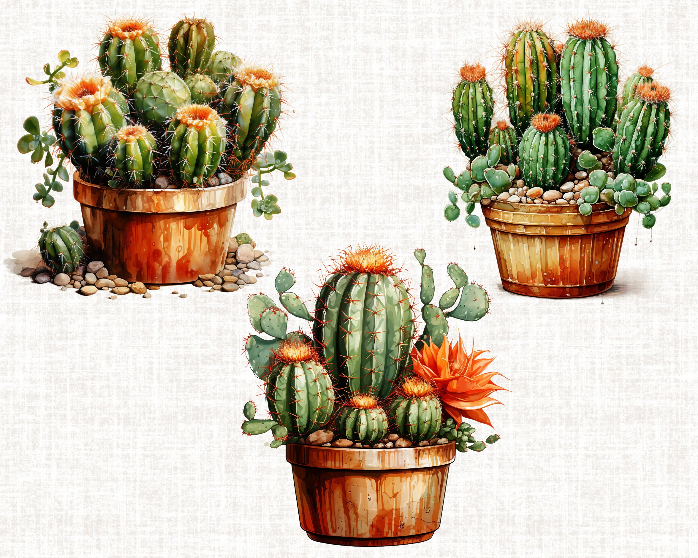 Potted Cacti Clipart Bundle Watercolor Cactus Clipart Cactus - Etsy