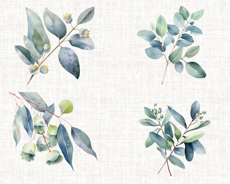 Eucalyptus Clipart Bundle Greenery Clipsrt Foliage PNG - Etsy