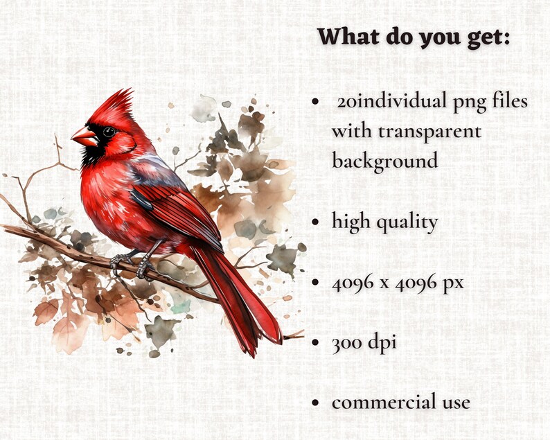 Red Cardinal PNG Red Cardinal Bird Red Cardinal Clipart Red - Etsy
