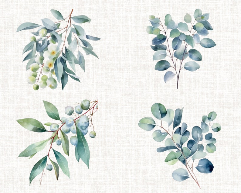 Eucalyptus Clipart Bundle Greenery Clipsrt Foliage PNG - Etsy