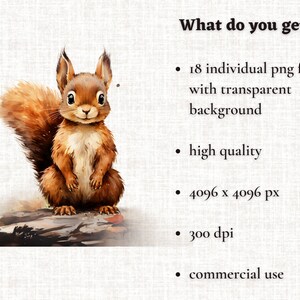Autumn Squirrel Clipart, Cute Squirrel Images, Watercolor Squirrel PNG ...