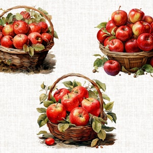 Apple Basket Clipart Bundle, Basket With Apples PNG, Autumn Harvest ...
