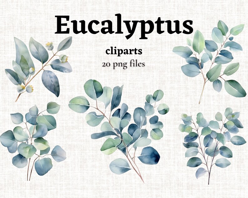 Eucalyptus Clipart Bundle Greenery Clipsrt Foliage PNG - Etsy