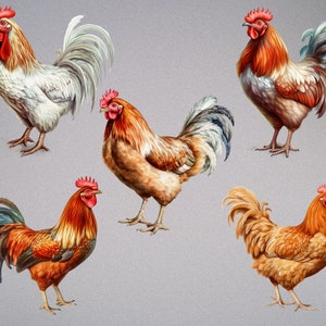 Chicken Clipart Bundle, Farm Animals PNG, Chick Graphics, Rooster ...