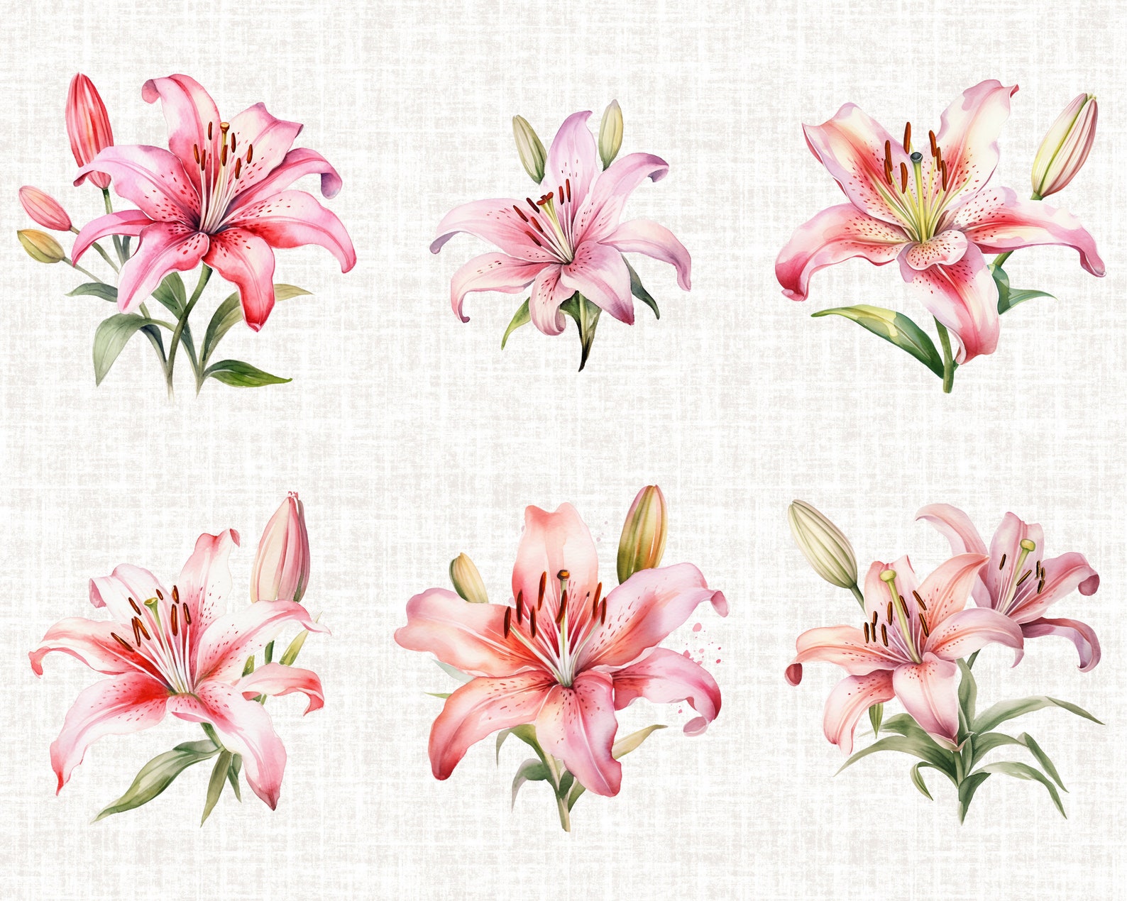 Pink Lily Clipart Watercolor Tiger Lily Clipart Bundle Pink - Etsy