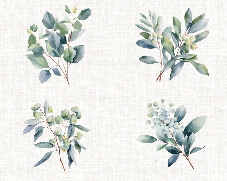 Eucalyptus Clipart Bundle Greenery Clipsrt Foliage PNG - Etsy