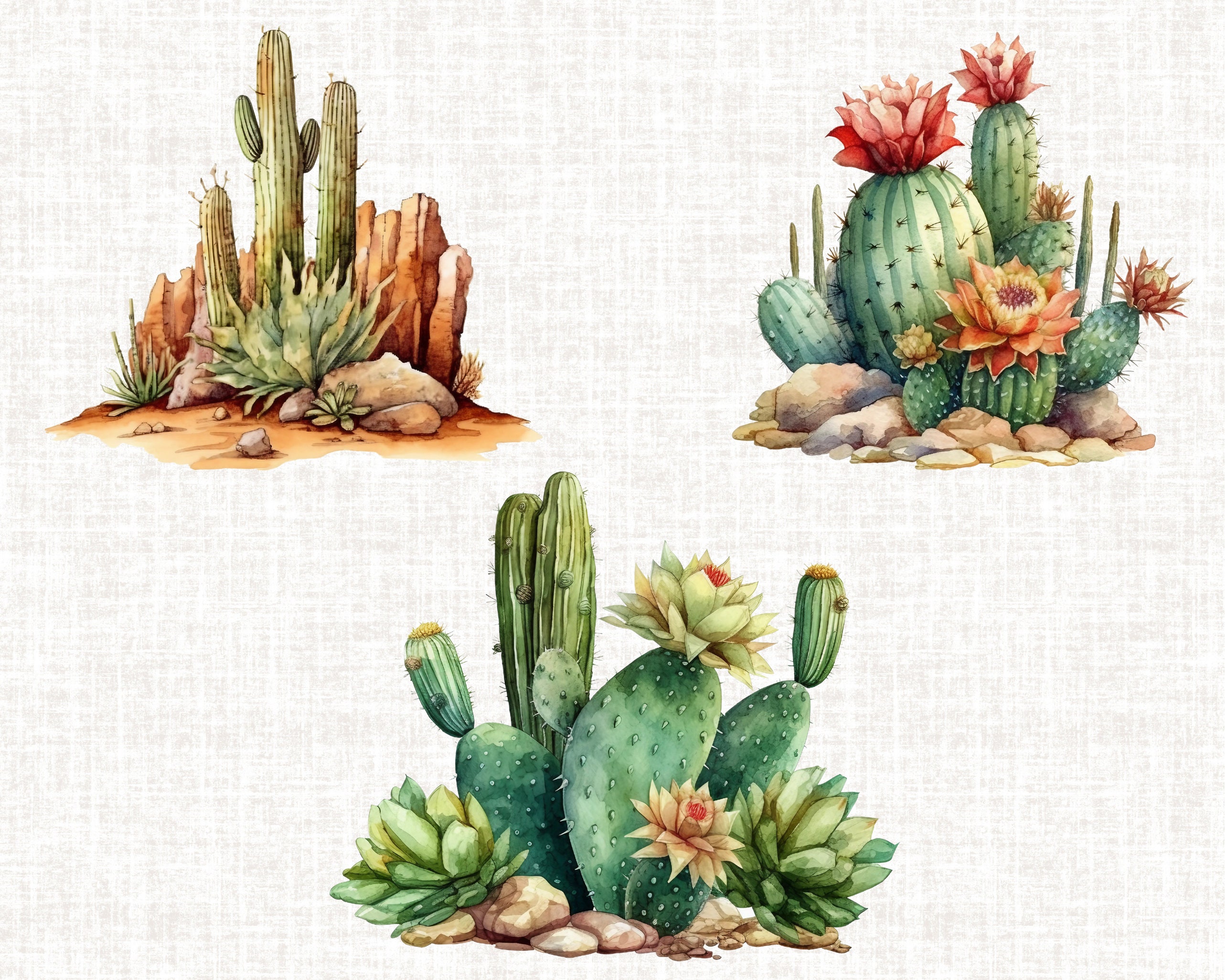 Cactus Clipart Bundle Watercolor Cactus PNG Cactus in the - Etsy