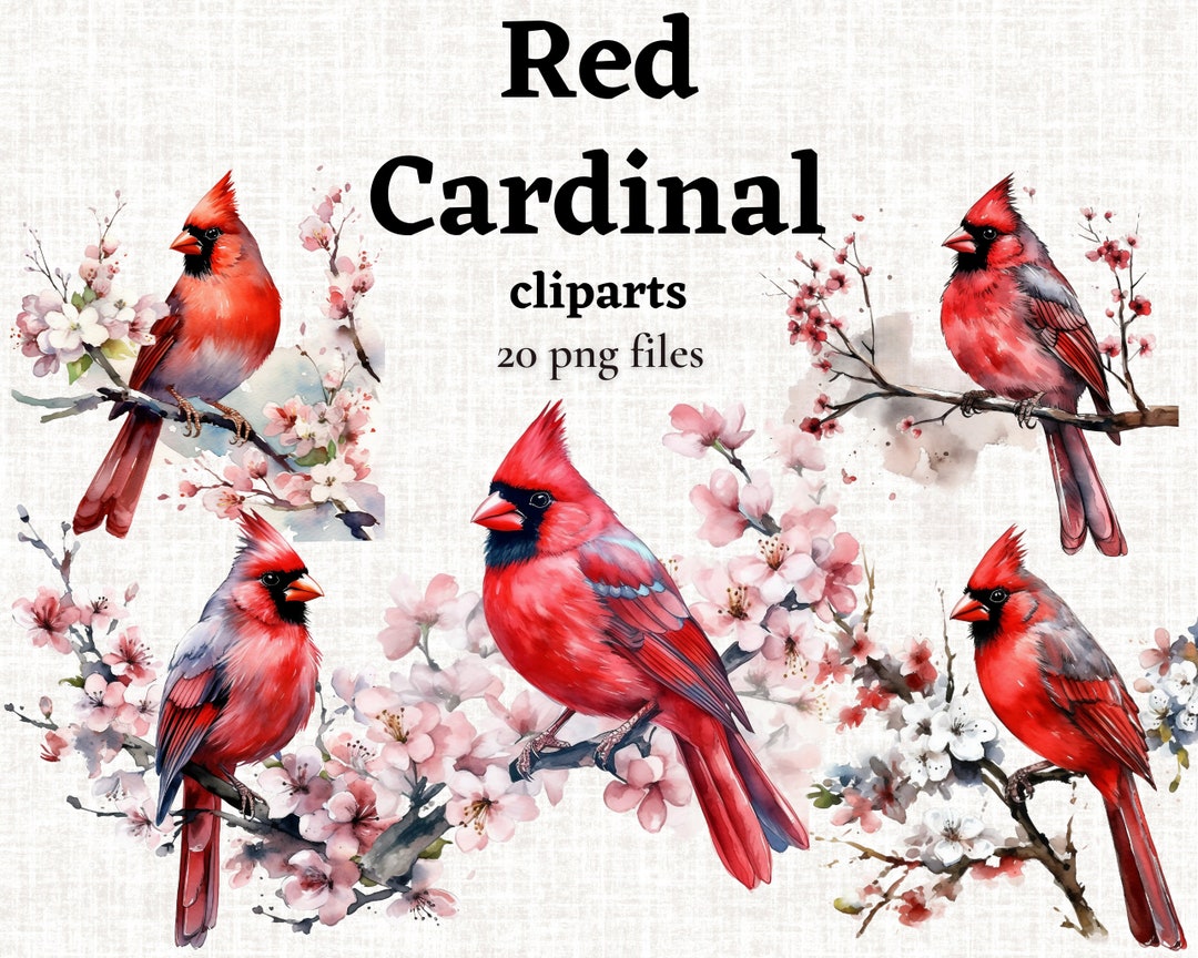 Red Cardinal PNG, Red Cardinal Bird, Red Cardinal Clipart, Red Bird ...