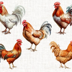 Chicken Clipart Bundle, Farm Animals PNG, Chick Graphics, Rooster ...
