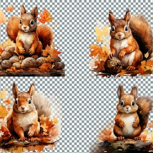 Autumn Squirrel Clipart, Cute Squirrel Images, Watercolor Squirrel PNG ...