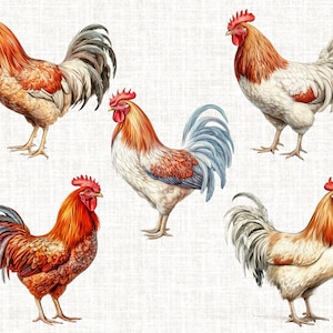 Chicken Clipart Bundle, Farm Animals PNG, Chick Graphics, Rooster ...