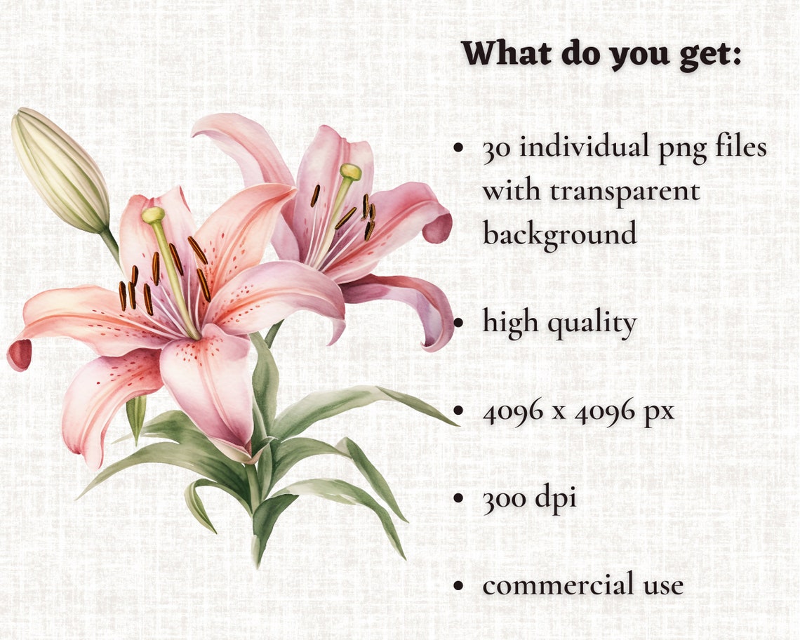 Pink Lily Clipart Watercolor Tiger Lily Clipart Bundle Pink - Etsy