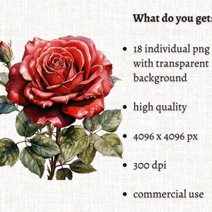 Red Rose Clipart Bundle, Watercolor Red Roses PNG, Watercolor Floral ...
