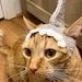 Shark Hat for Cats, Shark Costume for Cats, Great White Cat Hat ...
