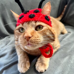Ladybug Cat Costume, Lady Bug Cat Hats, Ladybug Hats for Pets, Lady Bug ...