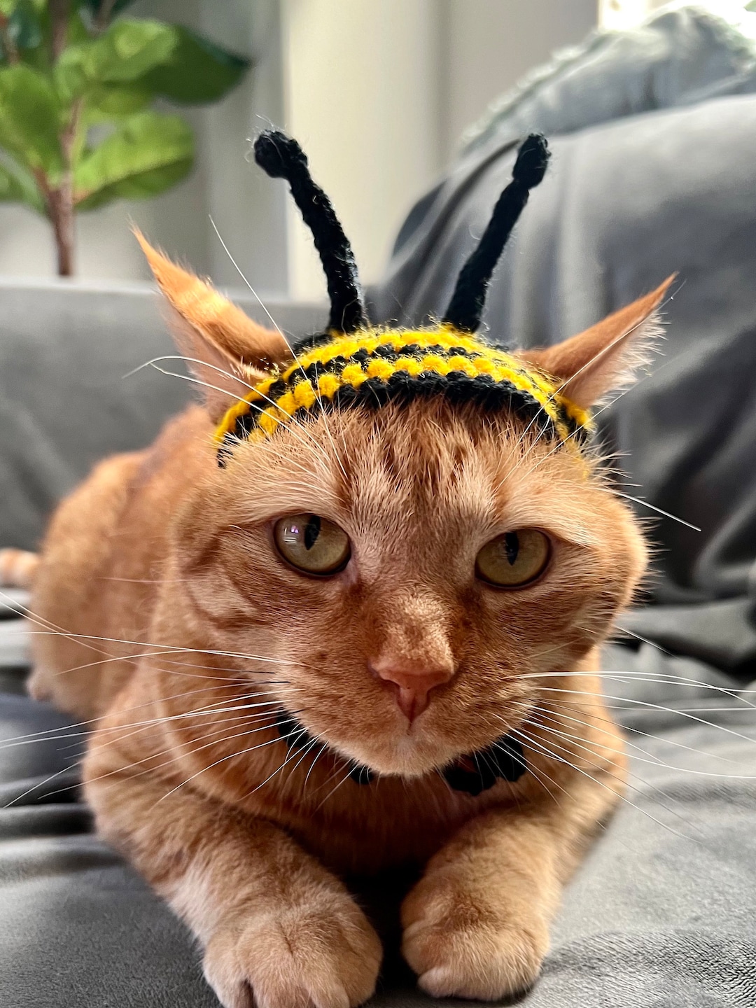 Bumblebee Cat Costume, Bumblebee Cat Hats, Honey Bee Hats for Pets, Bee ...