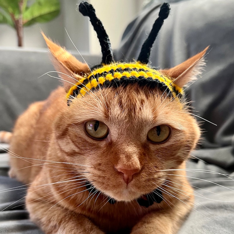 Dog Halloween Bee Costume - Etsy