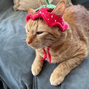 Strawberry Hat for Cats, Ruffle Berry Hat for Pets, Red Strawberry Cat ...