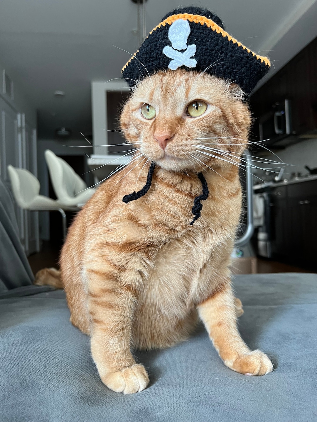 Pirate Hat for Cats, Pirate Hat for Pets, Pirate Costume for Cats ...