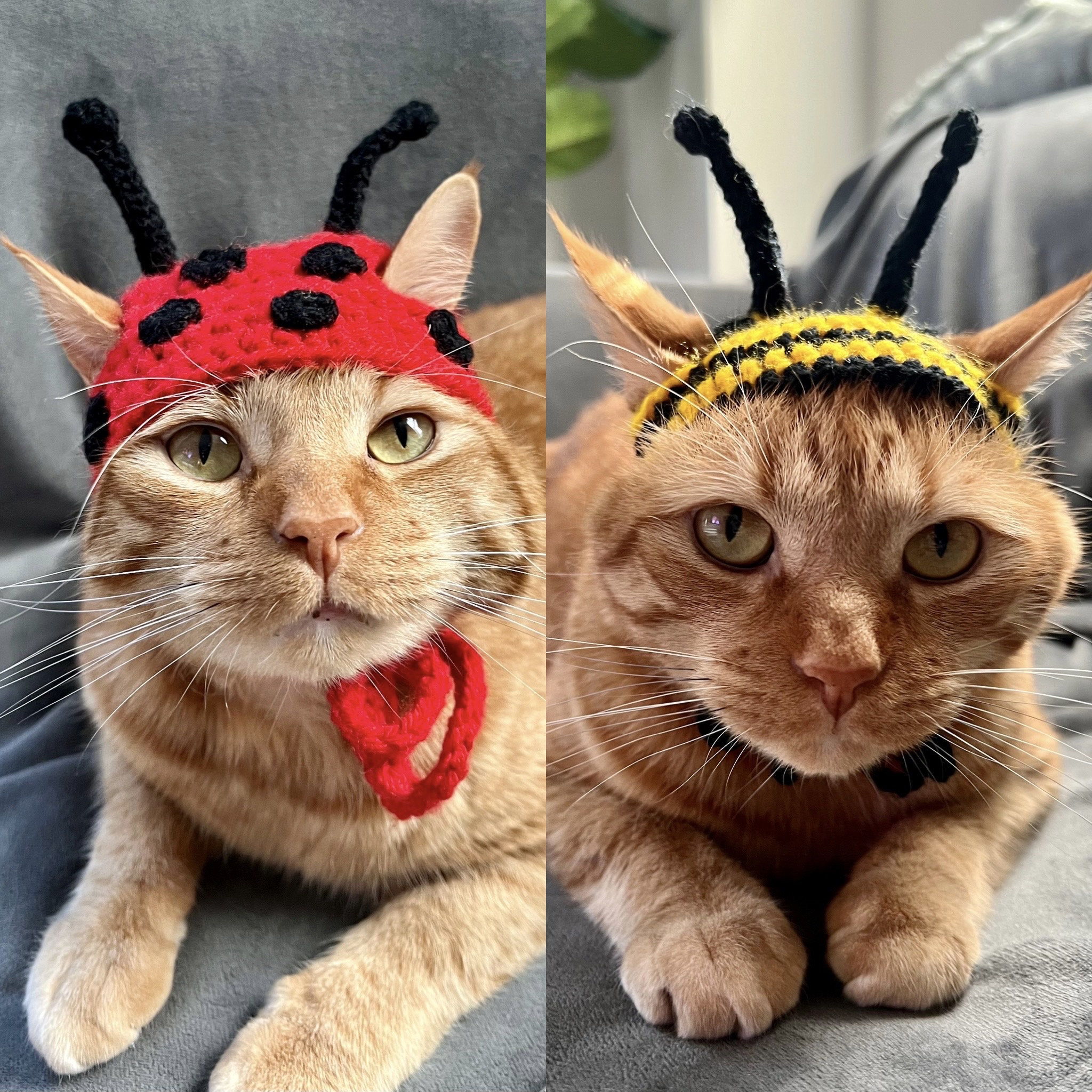 Catbug Costume For Cats