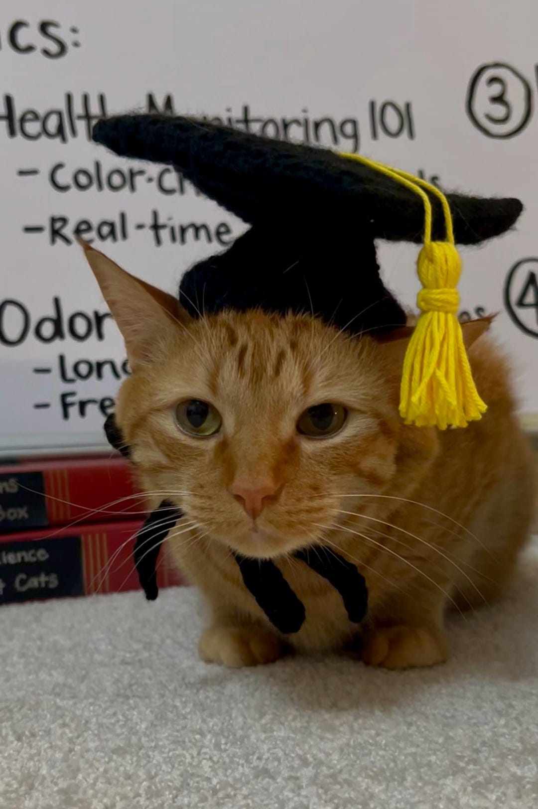 Graduation Cap for Cat, Customizable Graduatio Hat for Cat, Hat for Cat ...