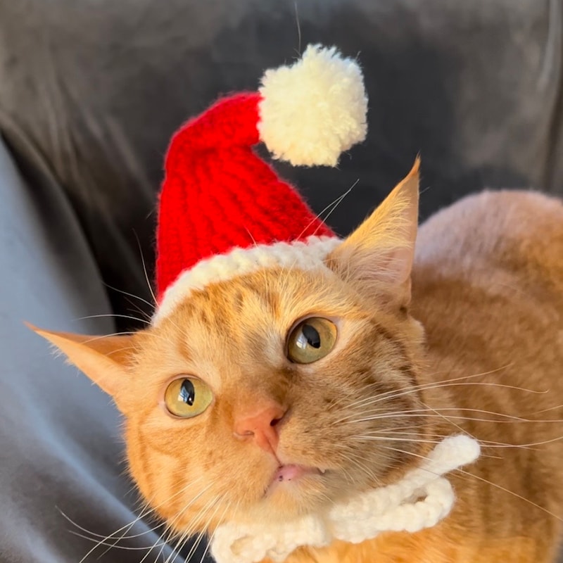 Costumes for Cats Santa - Etsy