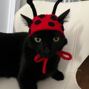 Ladybug Cat Costume, Lady Bug Cat Hats, Ladybug Hats for Pets, Lady Bug ...