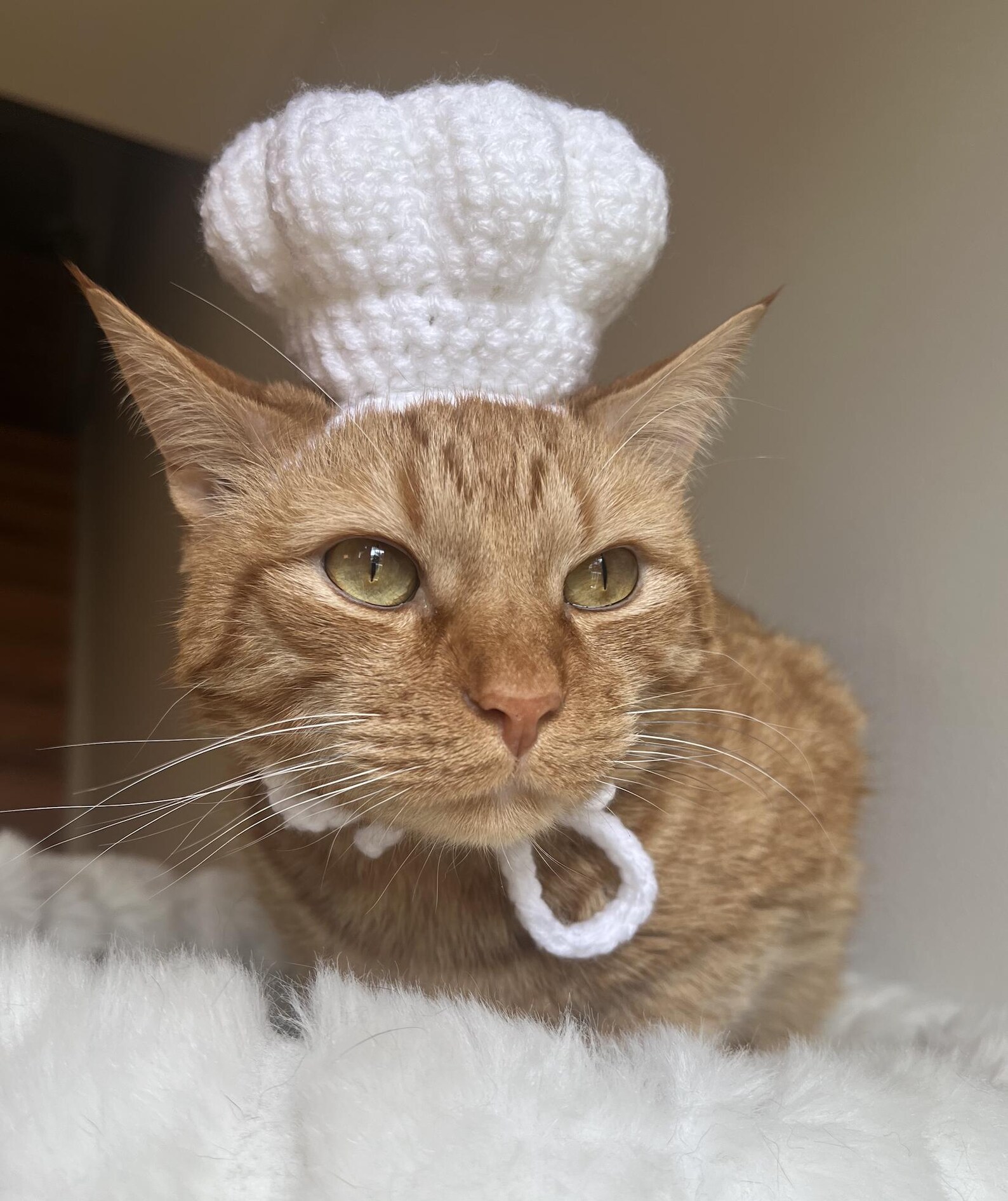 Crochet Chef Cat Hat Costume: Hand-crocheted Pet Toque - Etsy