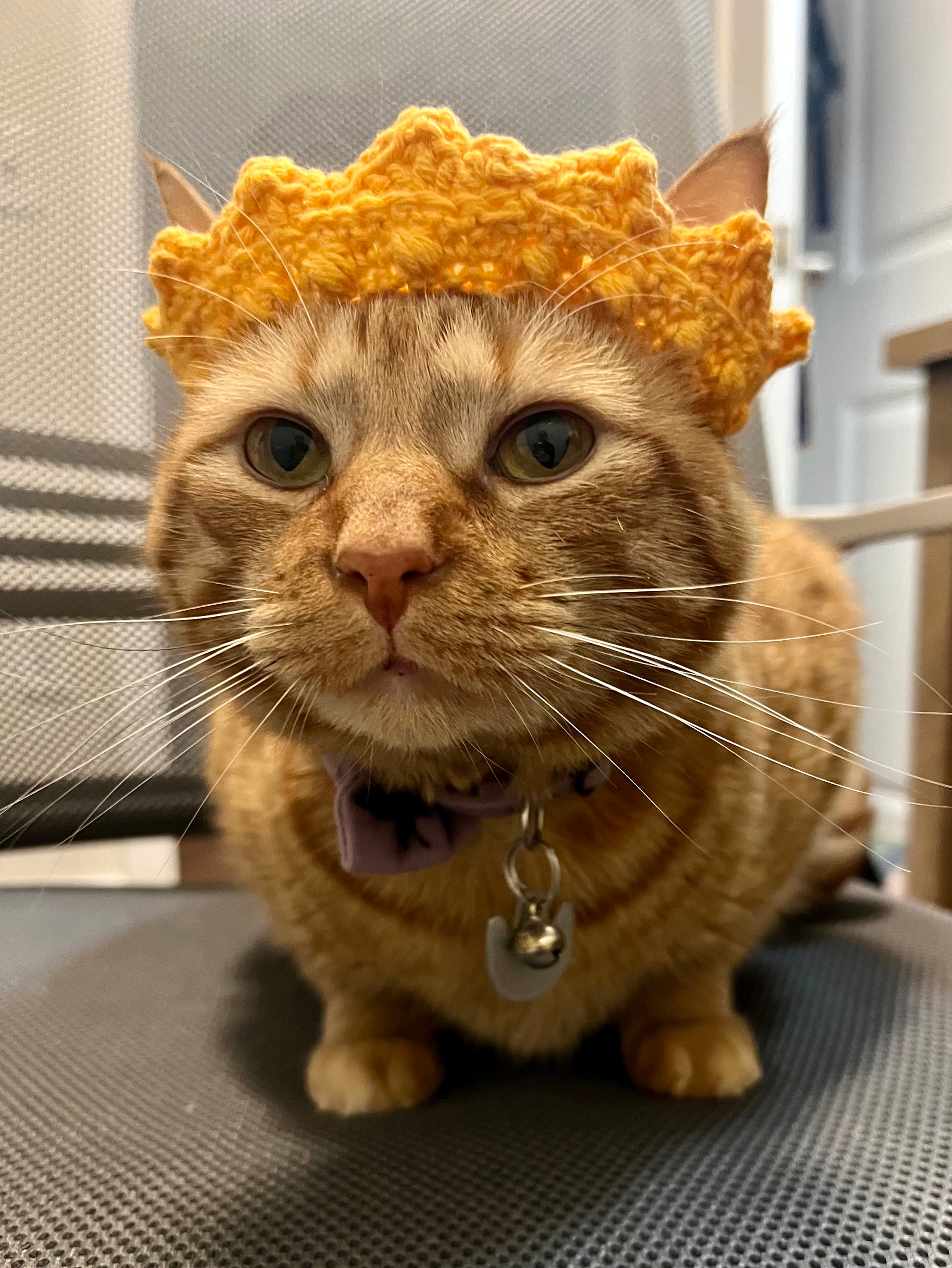 Cat Crown Cat Tiara Cat King or Queen Costume Crochet Crown - Etsy
