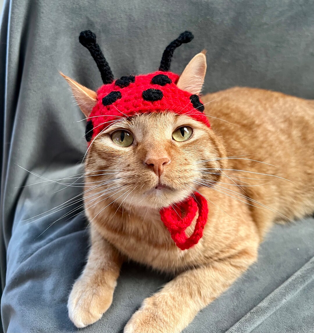 Ladybug Cat Costume, Lady Bug Cat Hats, Ladybug Hats for Pets, Lady Bug ...