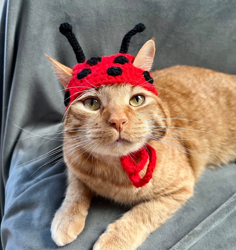 Ladybug Cat Costume, Lady Bug Cat Hats, Ladybug Hats for Pets, Lady Bug ...