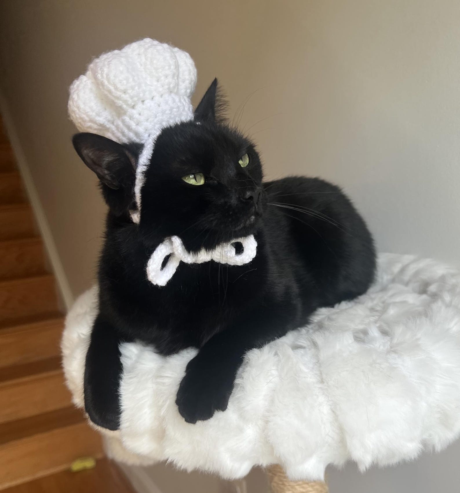Crochet Chef Cat Hat Costume: Hand-crocheted Pet Toque - Etsy