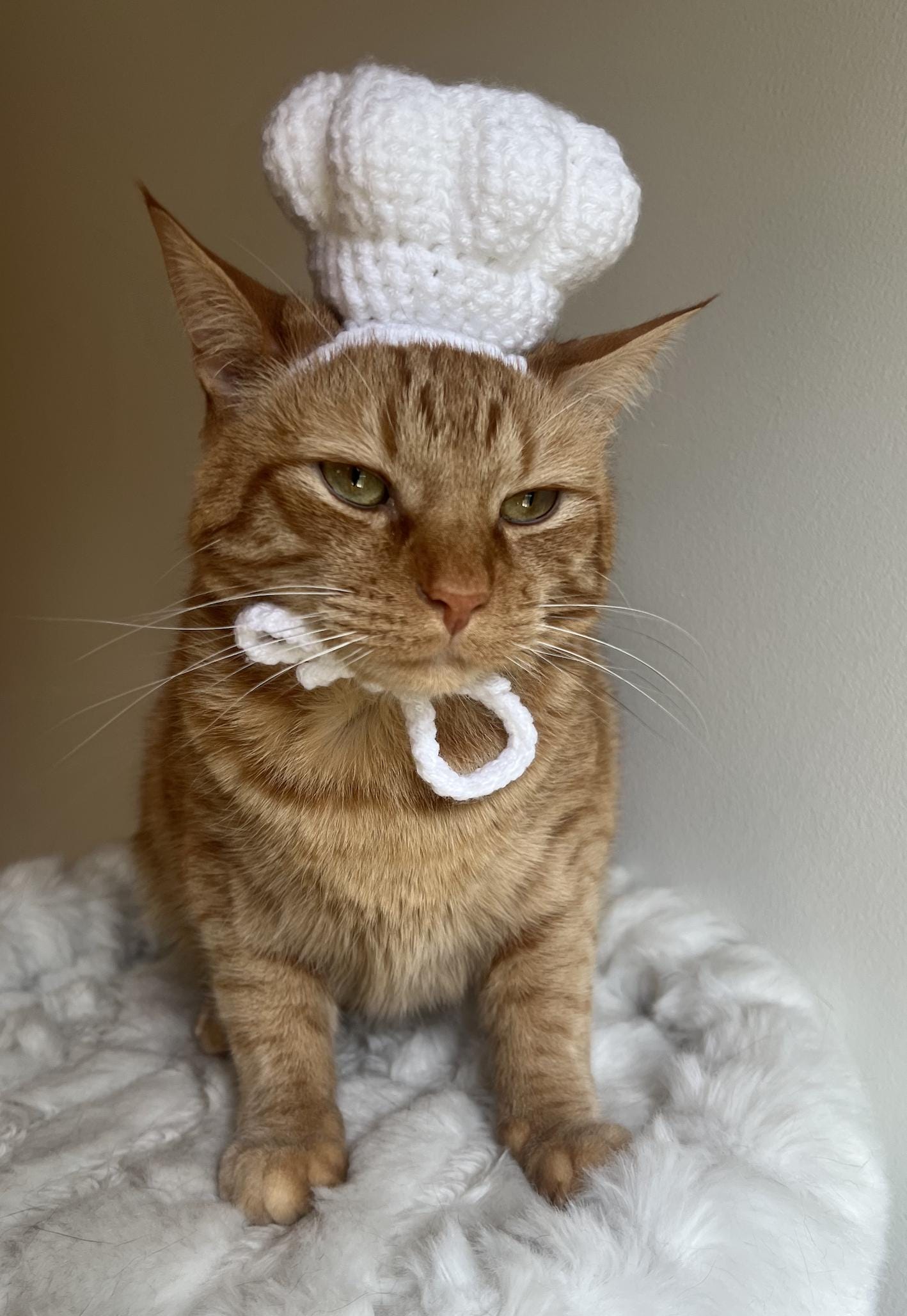 Crochet Chef Cat Hat Costume: Hand-crocheted Pet Toque - Etsy