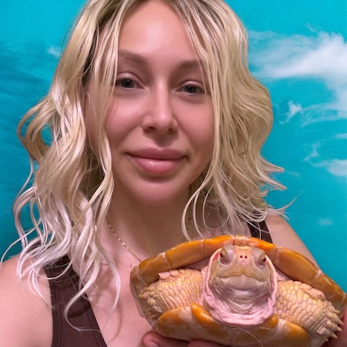 Turtlesoneverything - Etsy