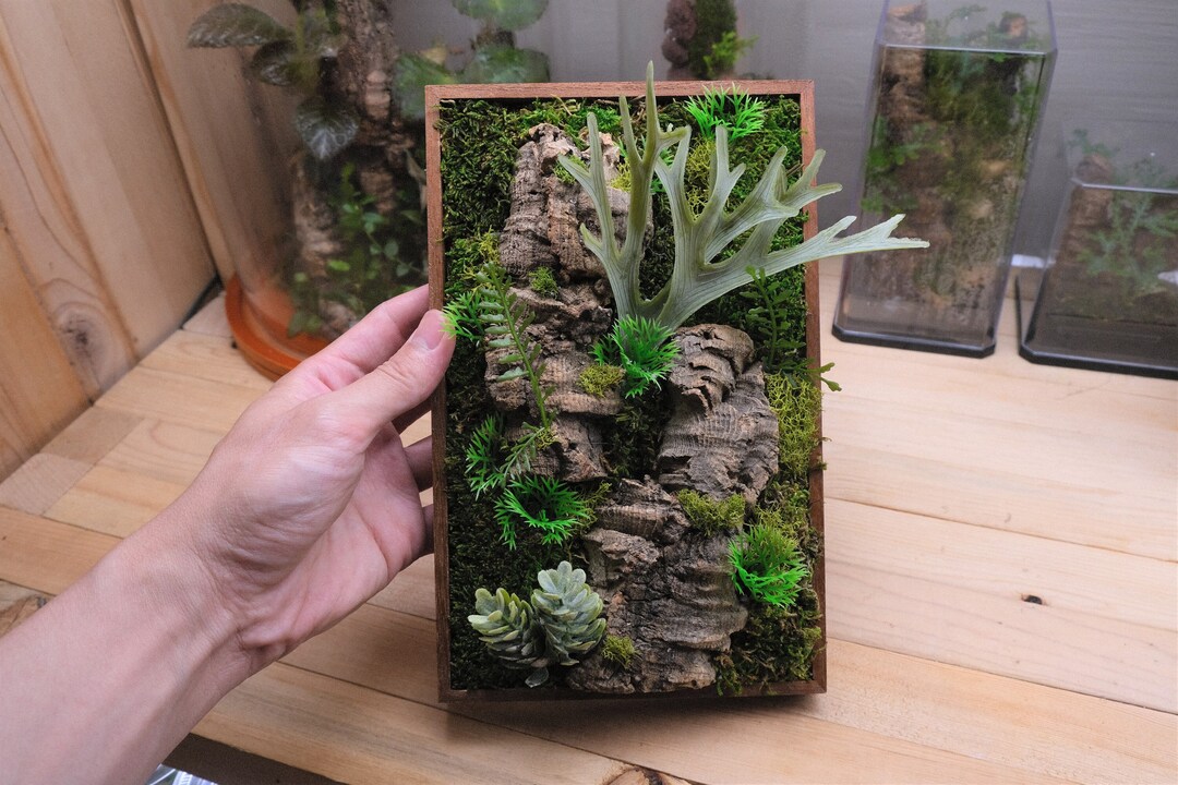 Customize Gifts Art Nature Preserved Moss Wall Succulent Plant Decor ...
