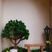 Tiny Bench Handmade Art Miniature Forest Tree Terrarium Art Diorama ...