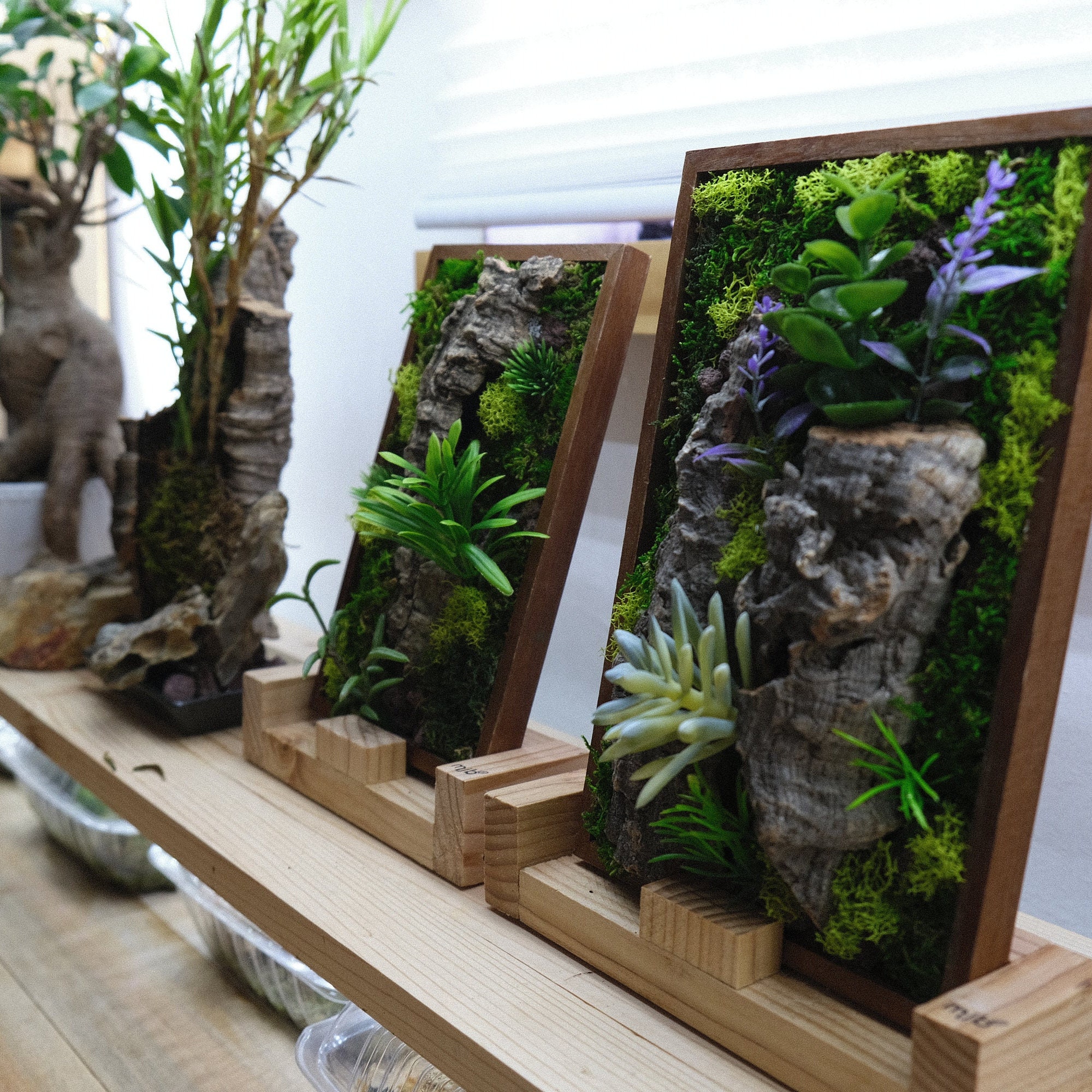 Moss Arts Diy Green Wall Real Moss Plant Decor Art Nature - Etsy