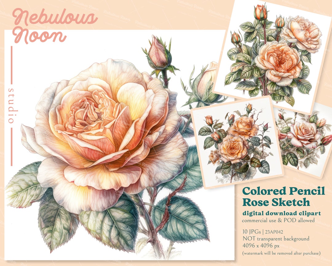 Colored Pencil Rose Sketch 10 JPG Floral Clipart Bundle 23AP042 | Rose ...