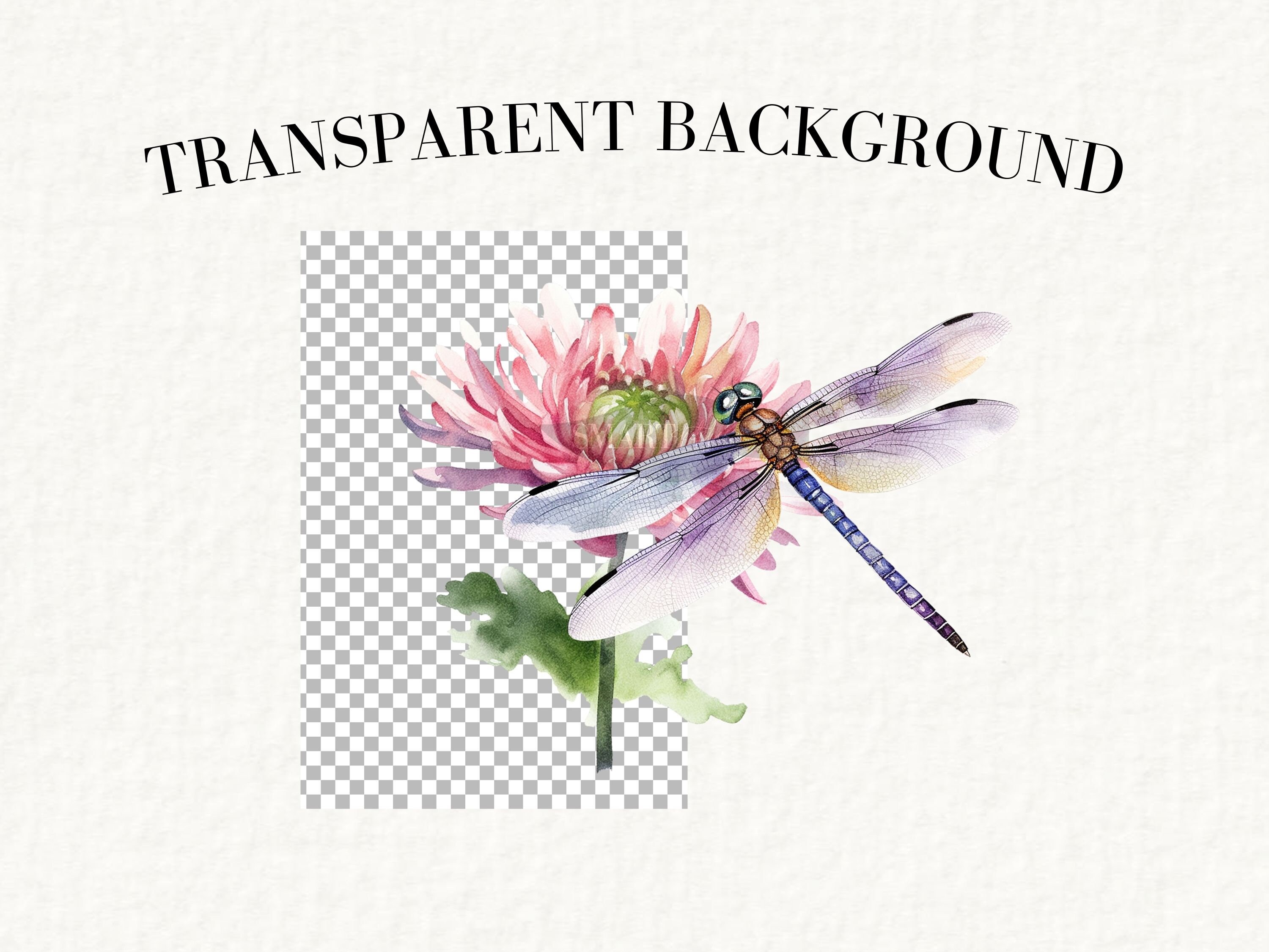 Watercolor Dragonfly Clipart Bundle Transparent Pngs of - Etsy