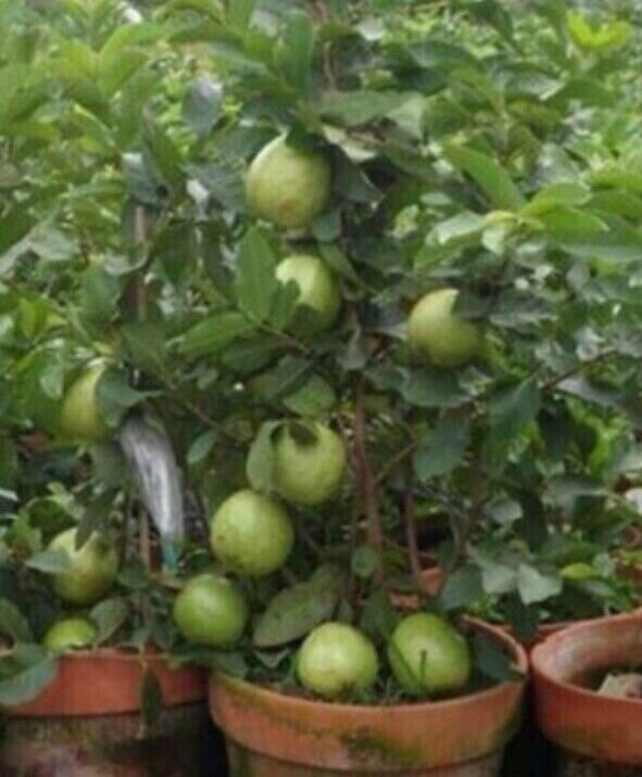 1 Ruby Red Guava Plant, Fruit Tree Planting Exotic Delicious Tropical ...